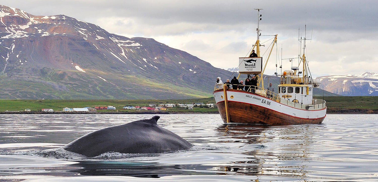 Whale Watching Iceland - North Iceland: Akureyri, Dalvik & Hauganes